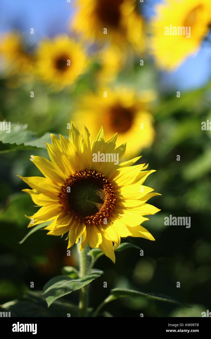 Multiple sunflowers hi-res stock photography and images - Alamy
