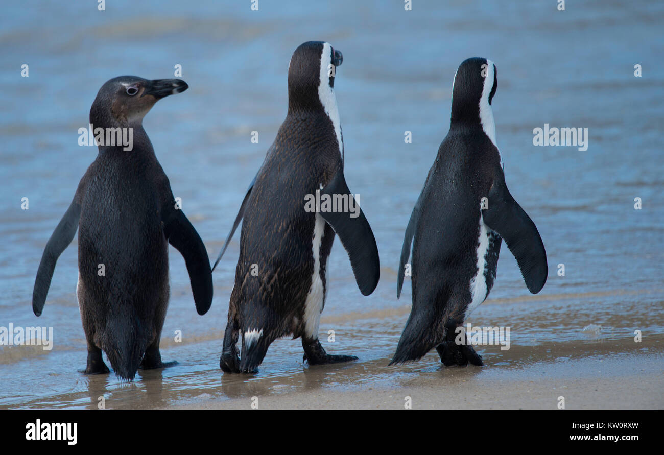 Three Penguins on the March Stock Photo - Alamy