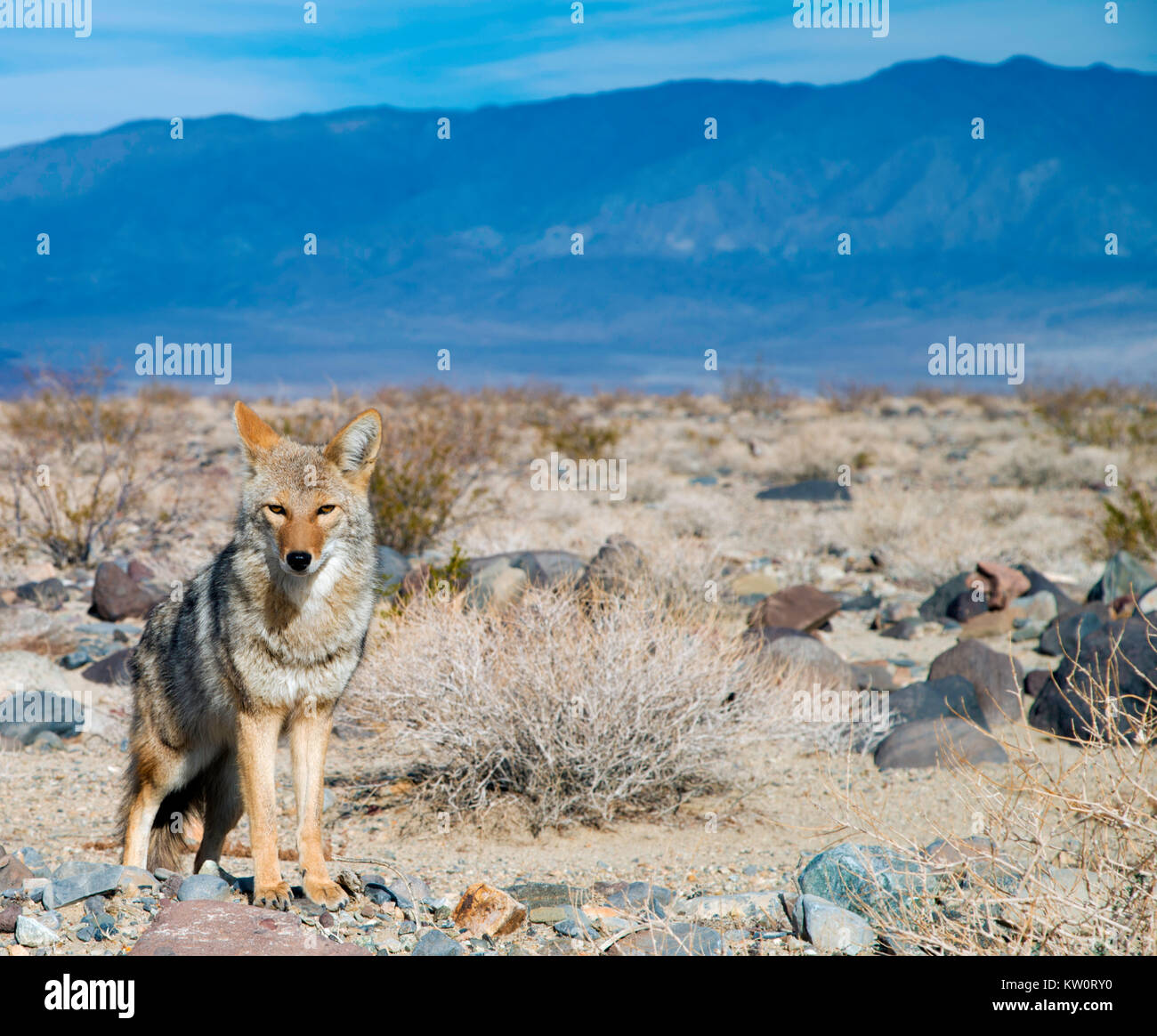 Death valley wildlife hi-res stock photography and images - Alamy