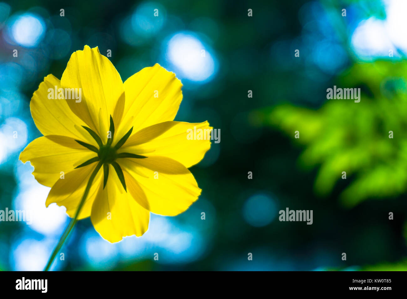 Starburst flowers, rear view Stock Photo - Alamy