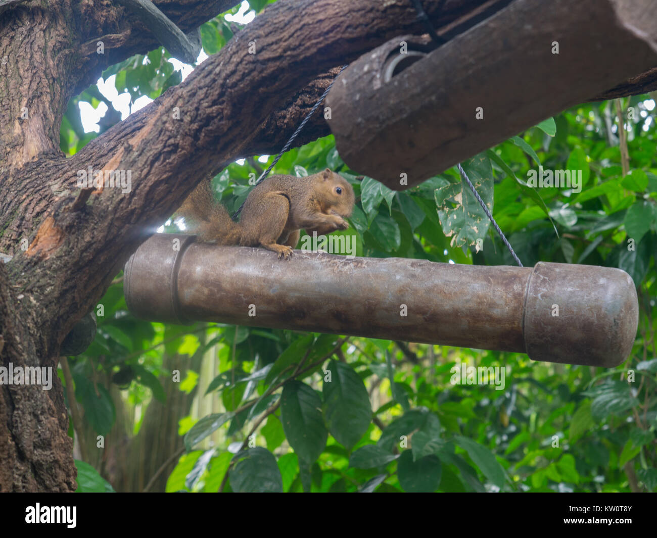Squirrel in a tree hi-res stock photography and images - Alamy