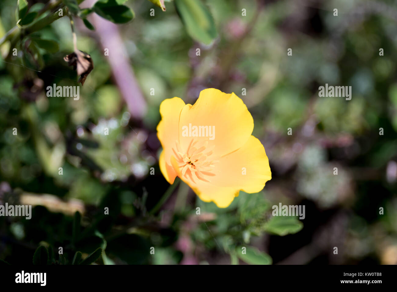 California sunlight poppy hi-res stock photography and images - Alamy