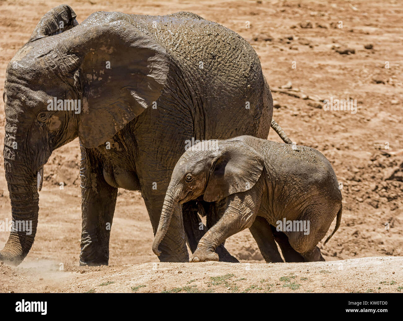 Baby elephants trying to climb hi-res stock photography and images - Alamy