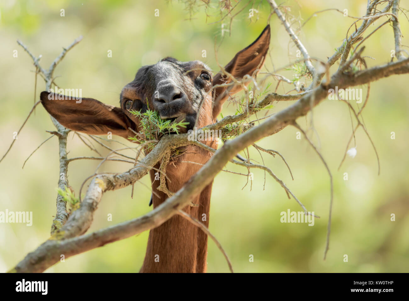 Goat nobody jump hi-res stock photography and images - Alamy