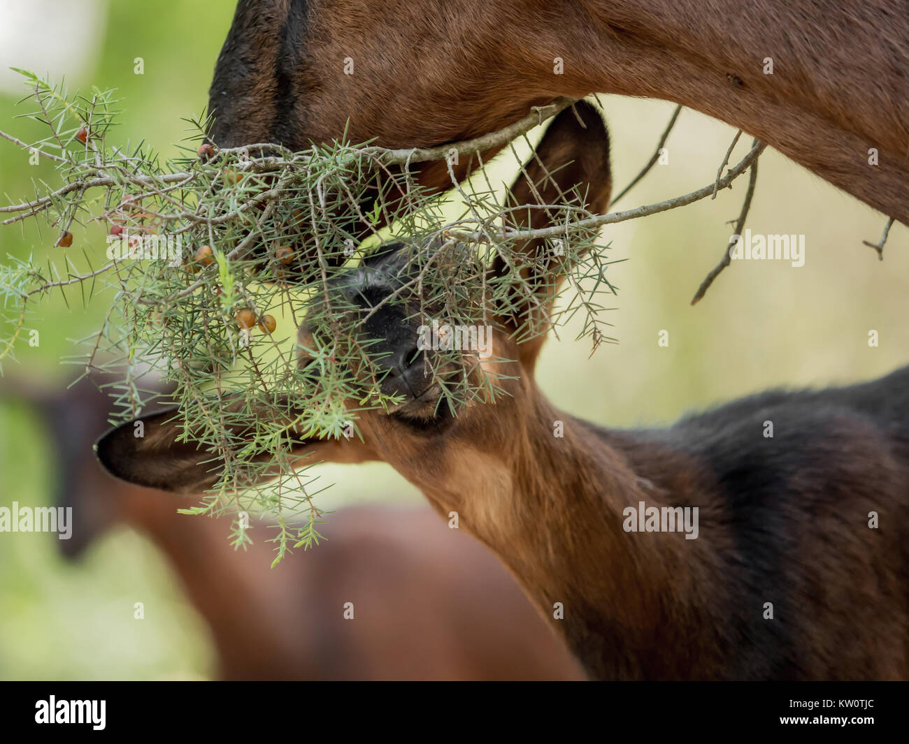 A brown goat is eating leaves from a branch Stock Photo - Alamy