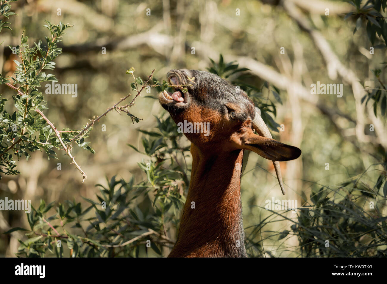 Goat nobody jump hi-res stock photography and images - Alamy