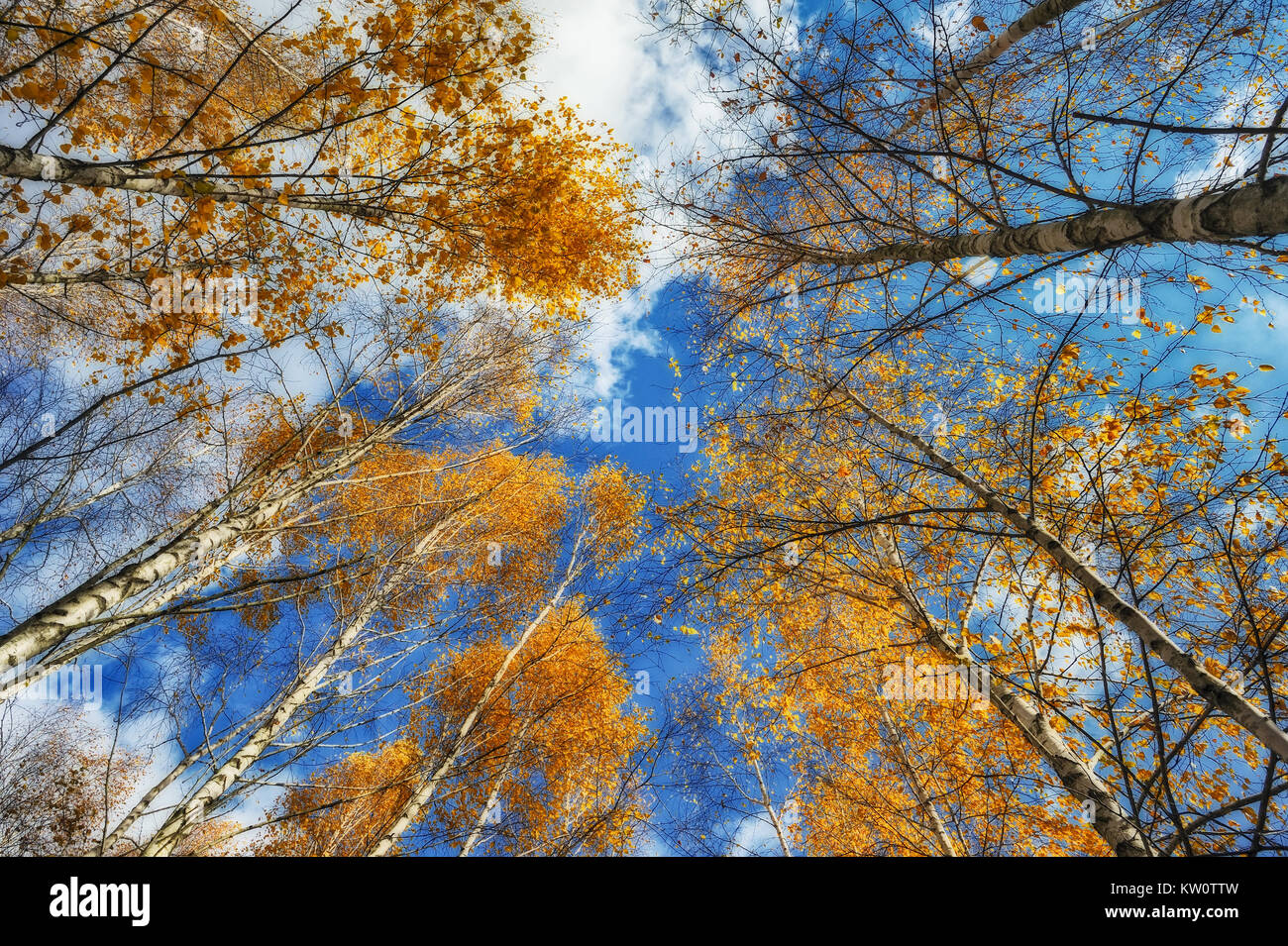 Forest crown hi-res stock photography and images - Alamy