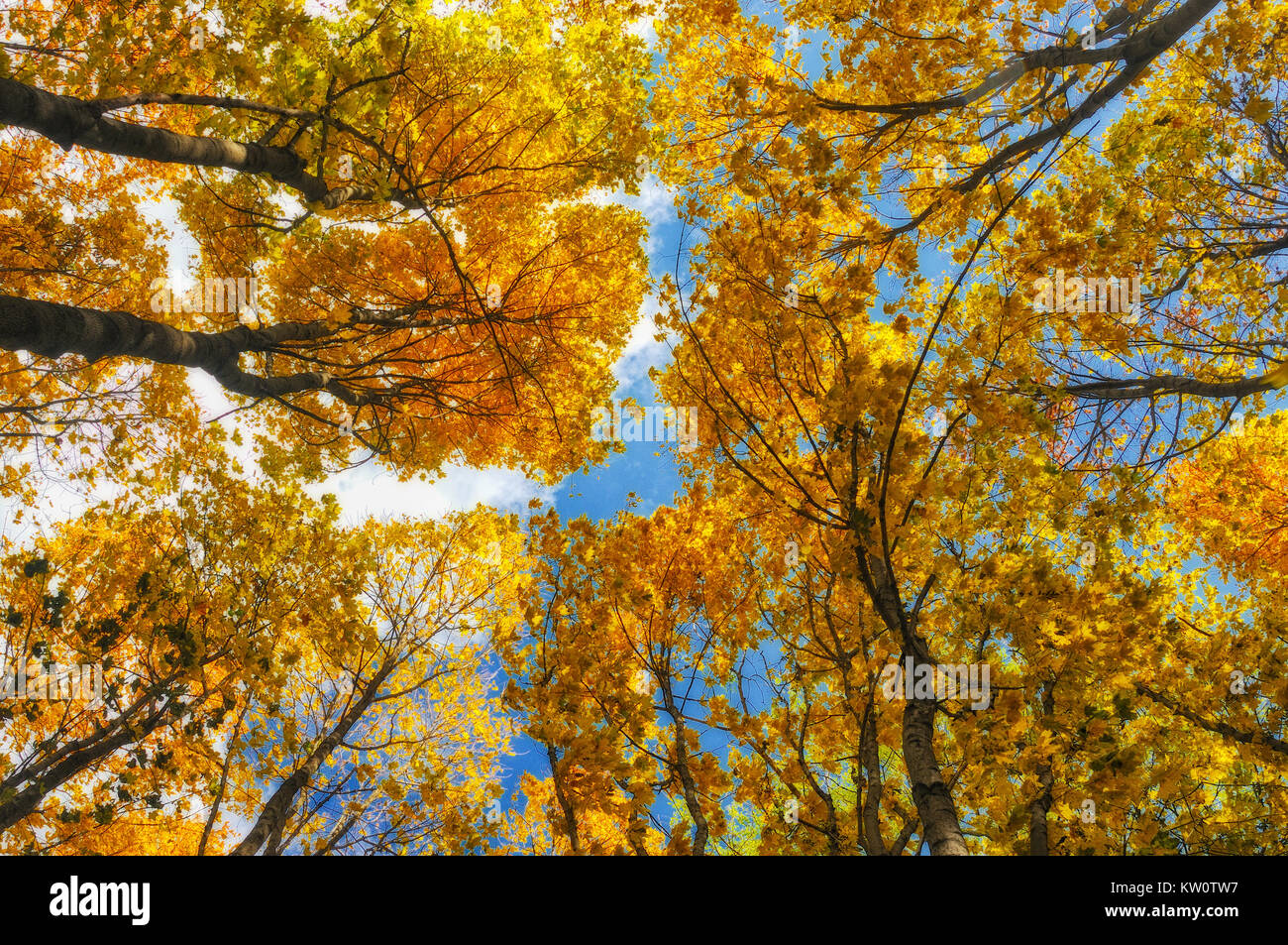 Forest crown hi-res stock photography and images - Alamy