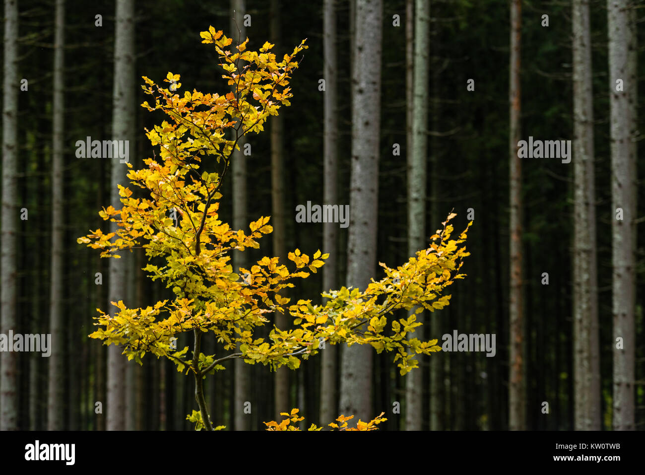 mapple tree leaves in autumn against dark background in warm day ...
