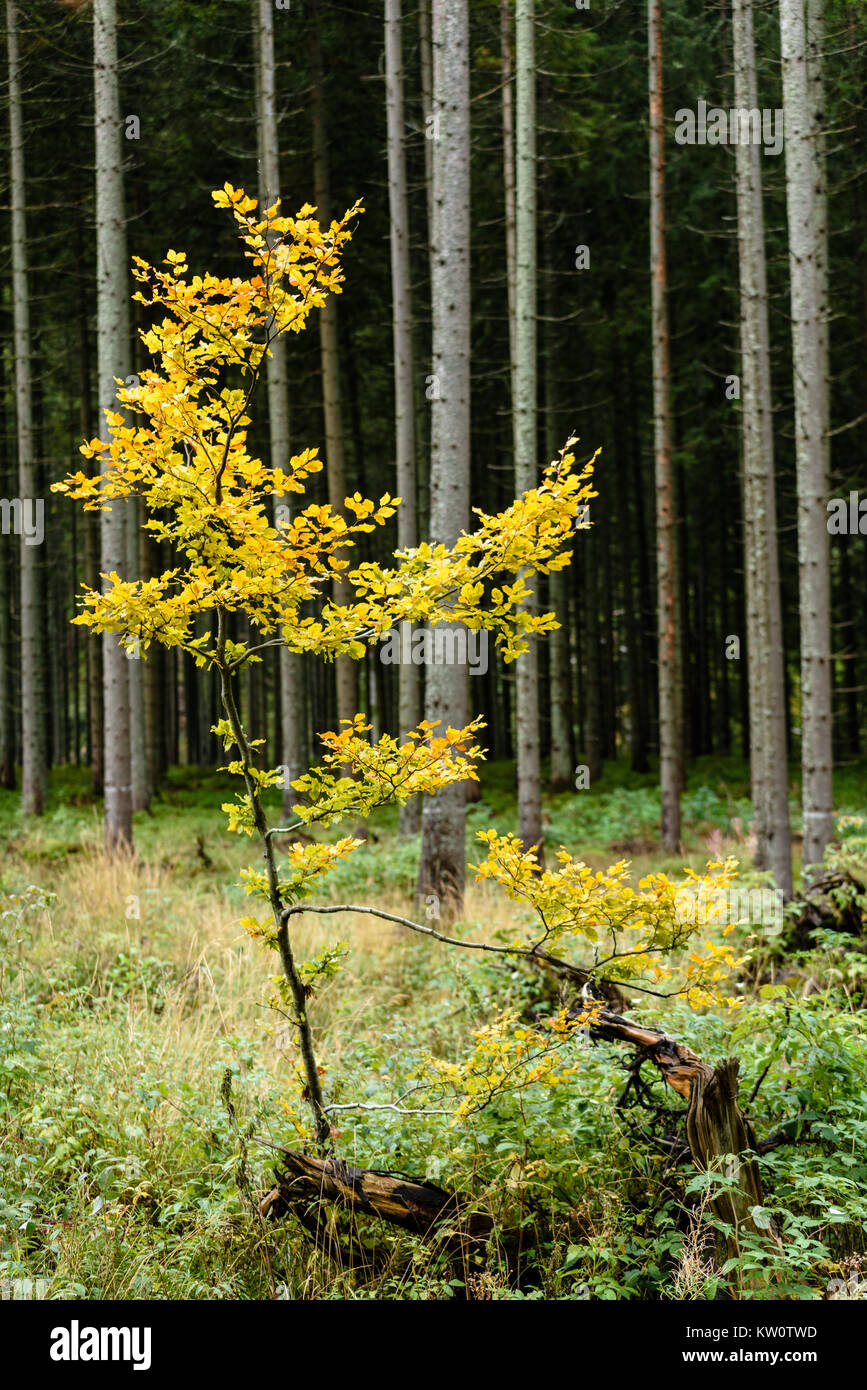mapple tree leaves in autumn against dark background in warm day ...