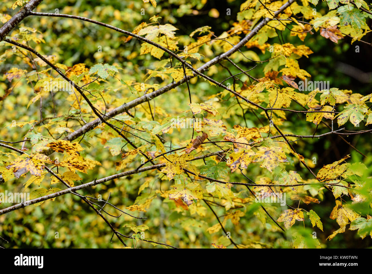 mapple tree leaves in autumn against dark background in warm day ...