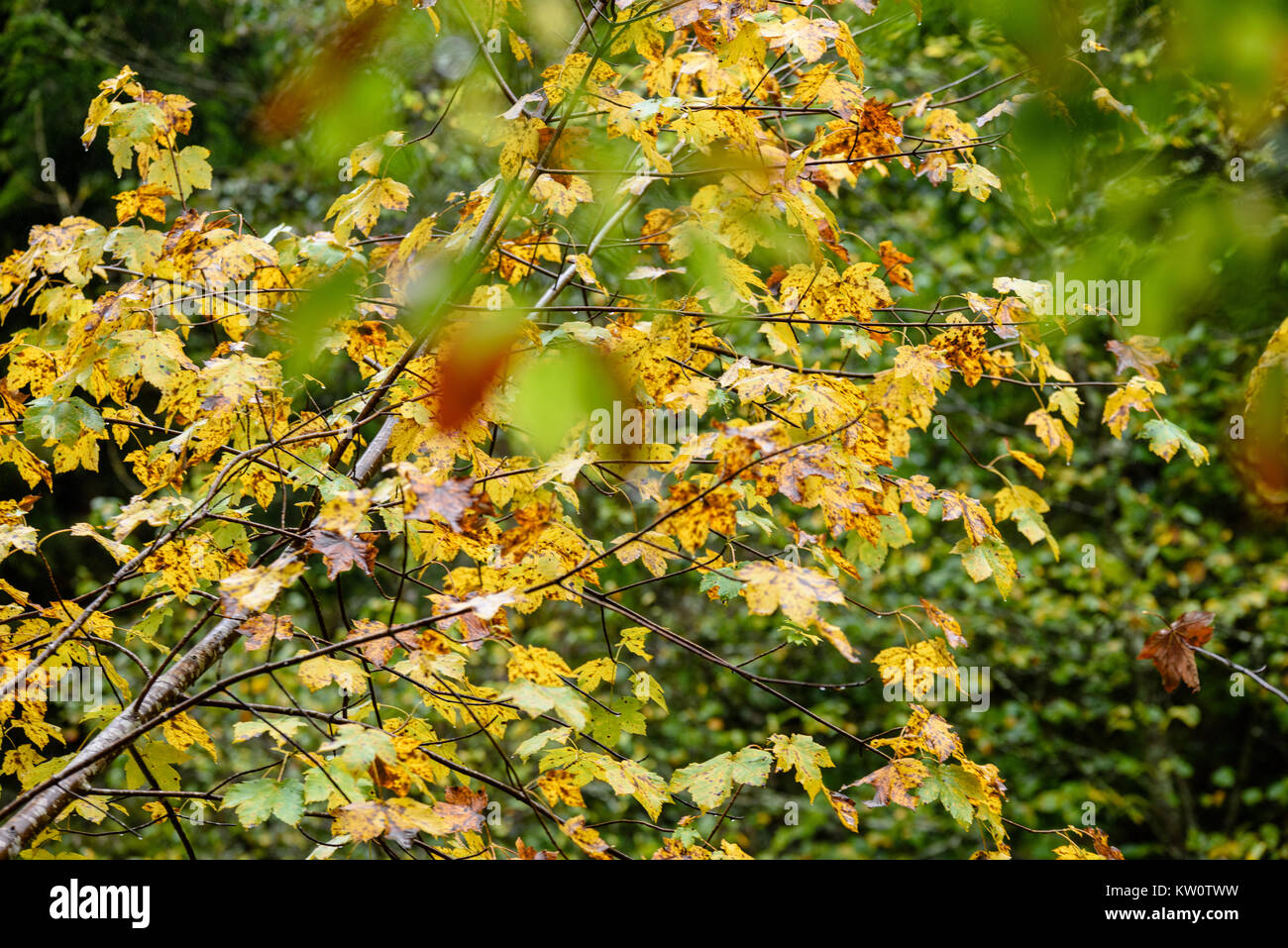 mapple tree leaves in autumn against dark background in warm day ...