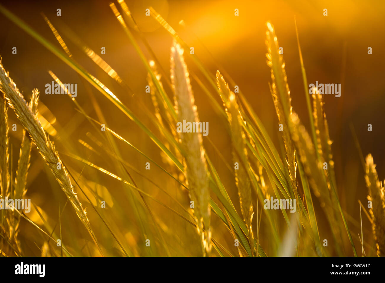 autumn grass bents against dark background in warm day in sunset light ...
