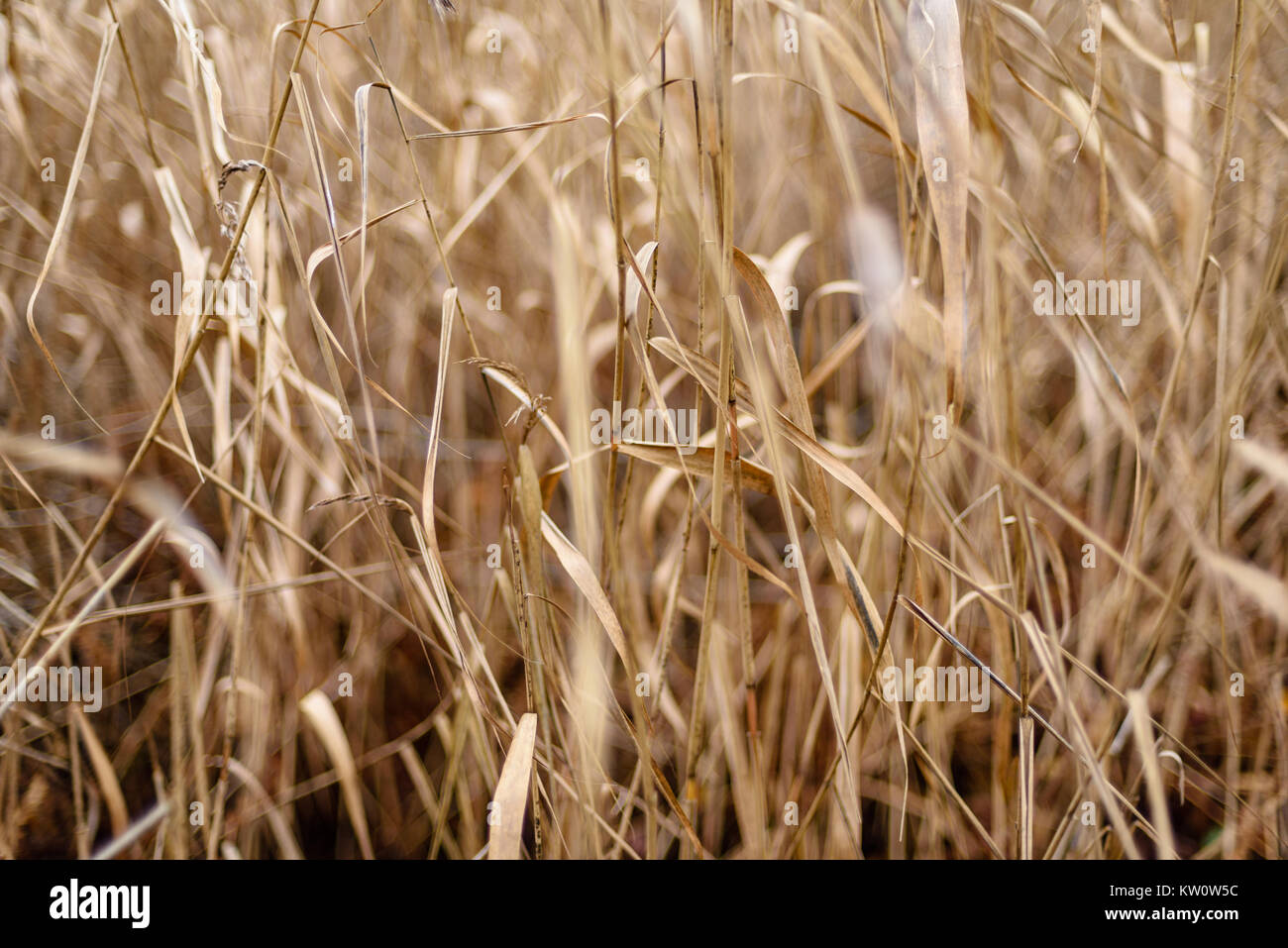 autumn grass bents against dark background in warm day. countryside ...