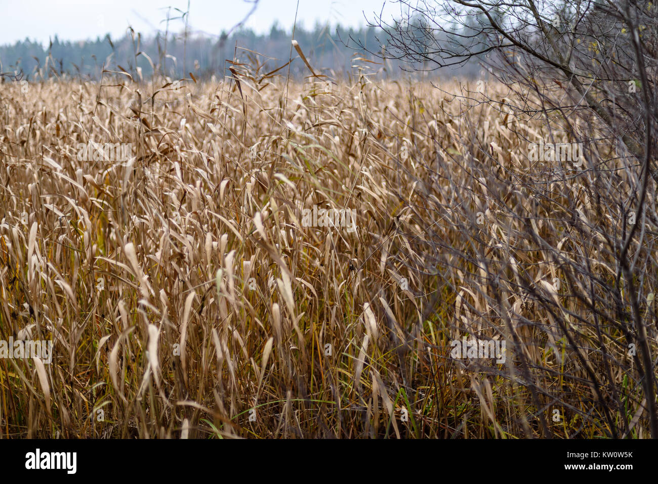 autumn grass bents against dark background in warm day. countryside ...
