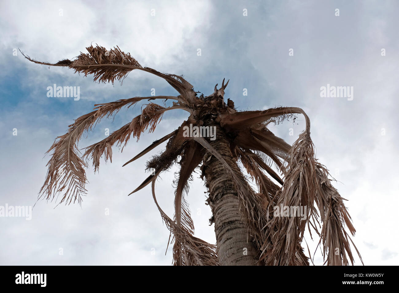A dry palm tree in Israel Stock Photo - Alamy
