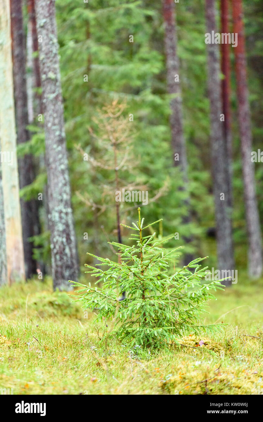 spruce tree branches against dark background in warm day. countryside ...