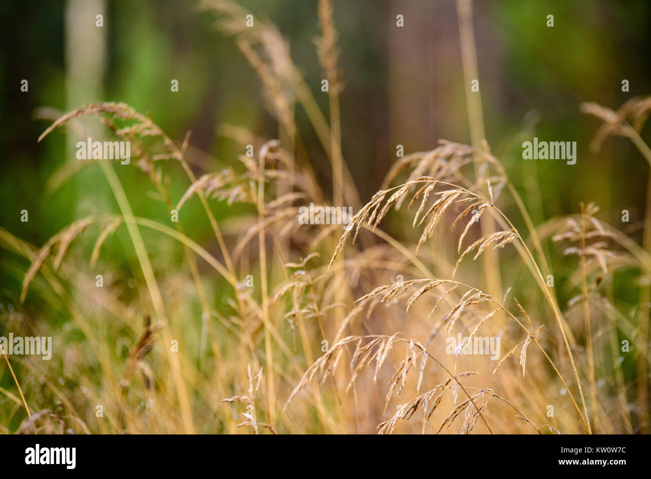 autumn grass bents against dark background in warm day. countryside ...