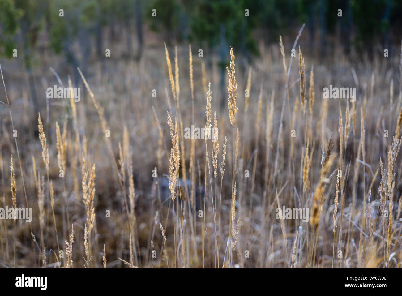 autumn grass bents against dark background in warm day. countryside ...