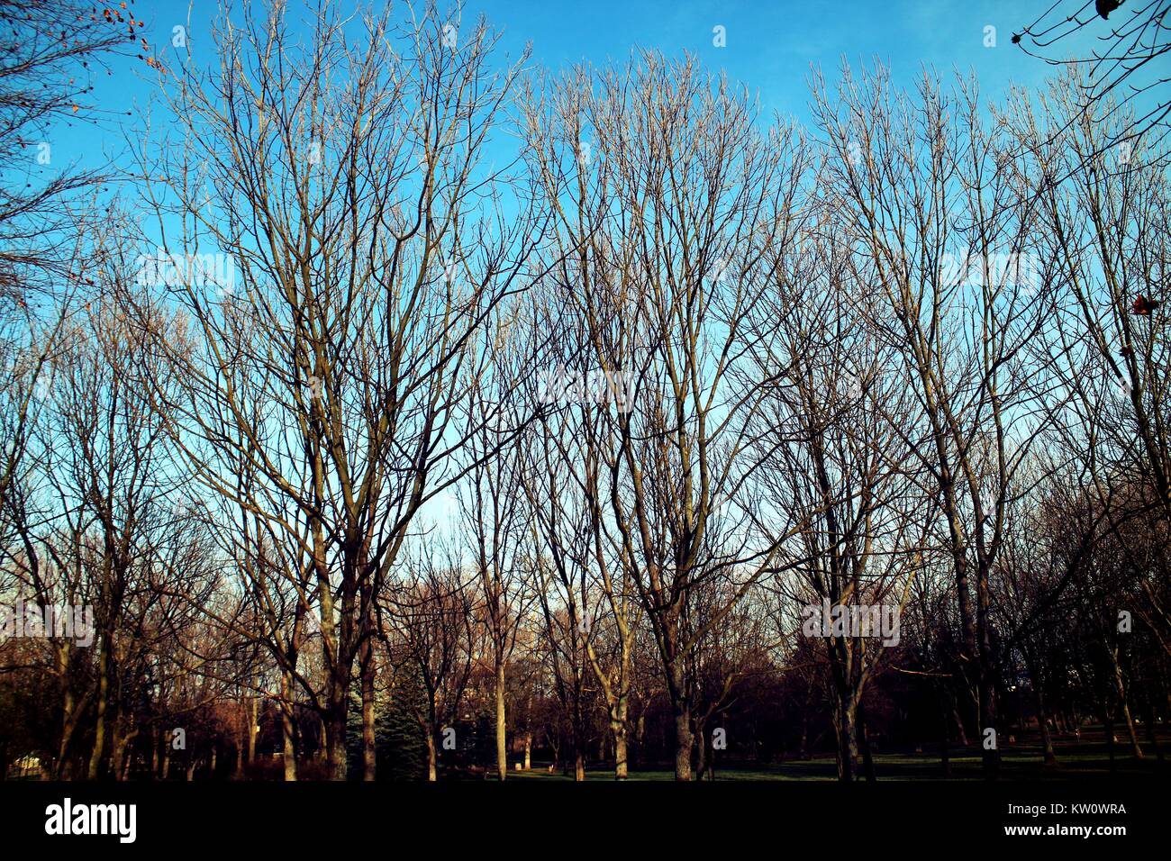 Trees in Warsaw park Stock Photo - Alamy