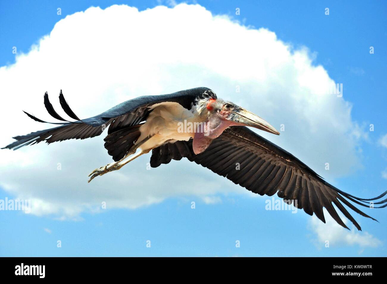 Marabou flying on blue sky, Murcia, Spain Stock Photo - Alamy
