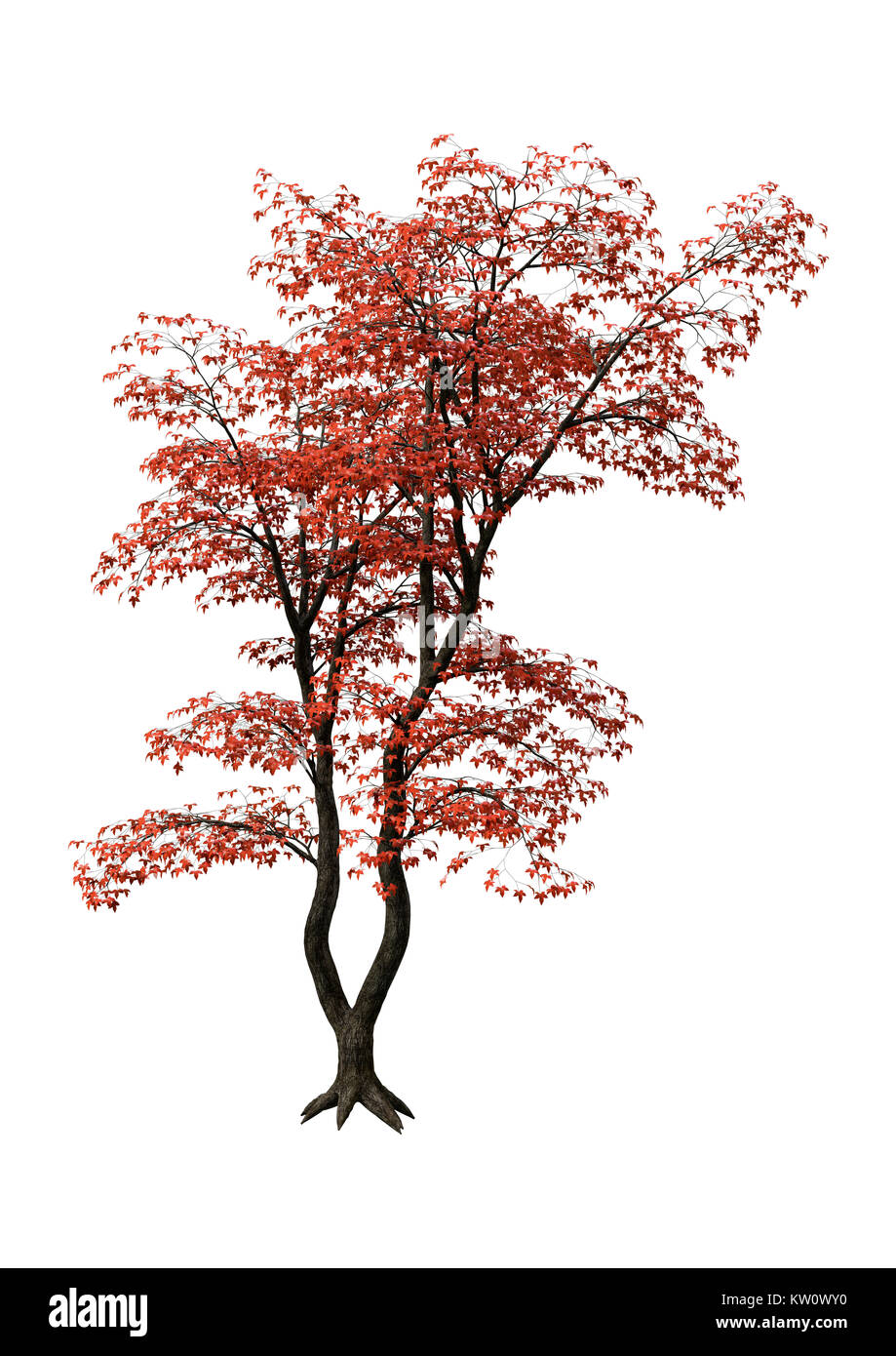 3D rendering of a red Japanese maple tree isolated on white background ...