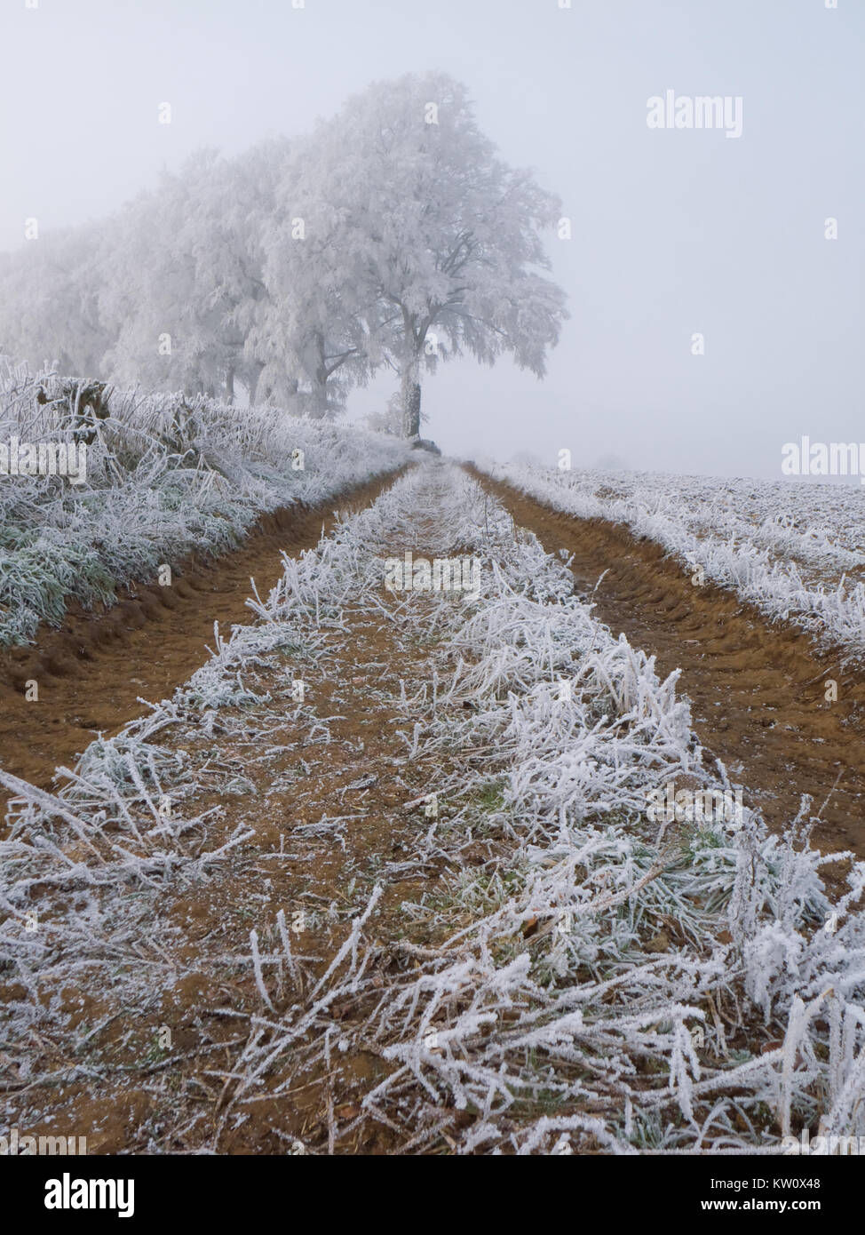 low angle view of a frosty farm track with frost covered trees and ...