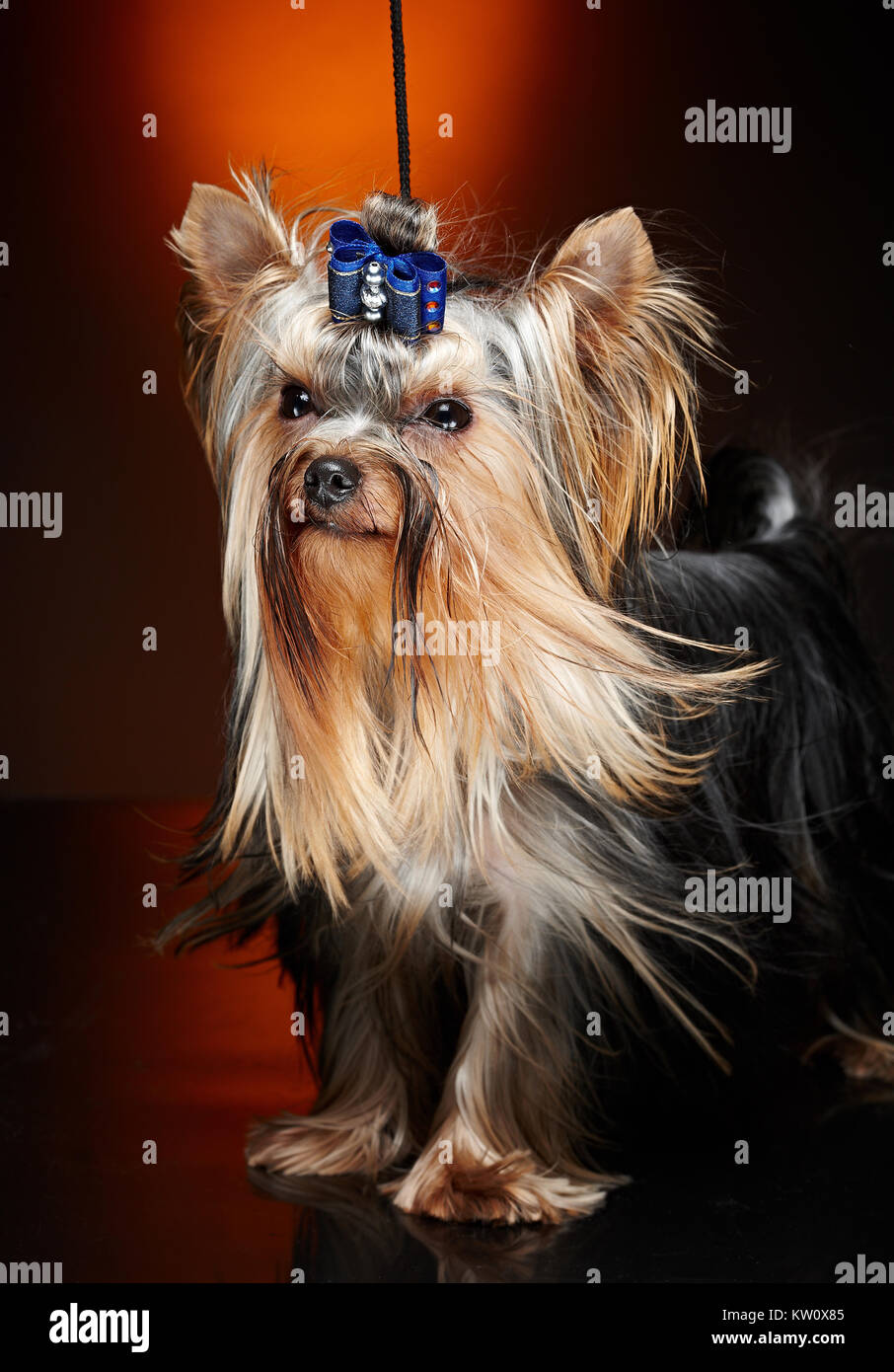 Cute little yorkie dog Stock Photo - Alamy