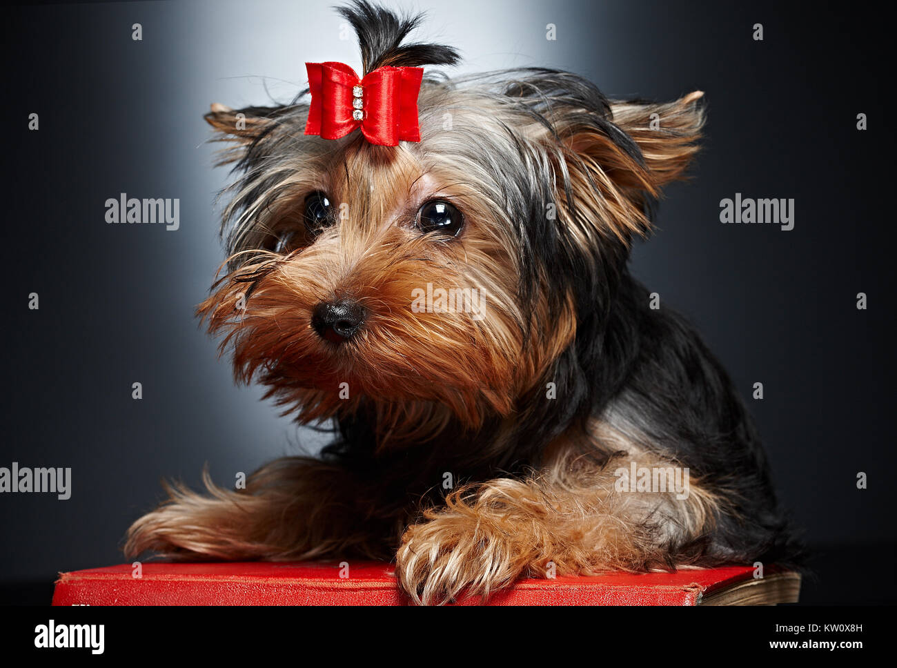 Cute little yorkie dog Stock Photo - Alamy