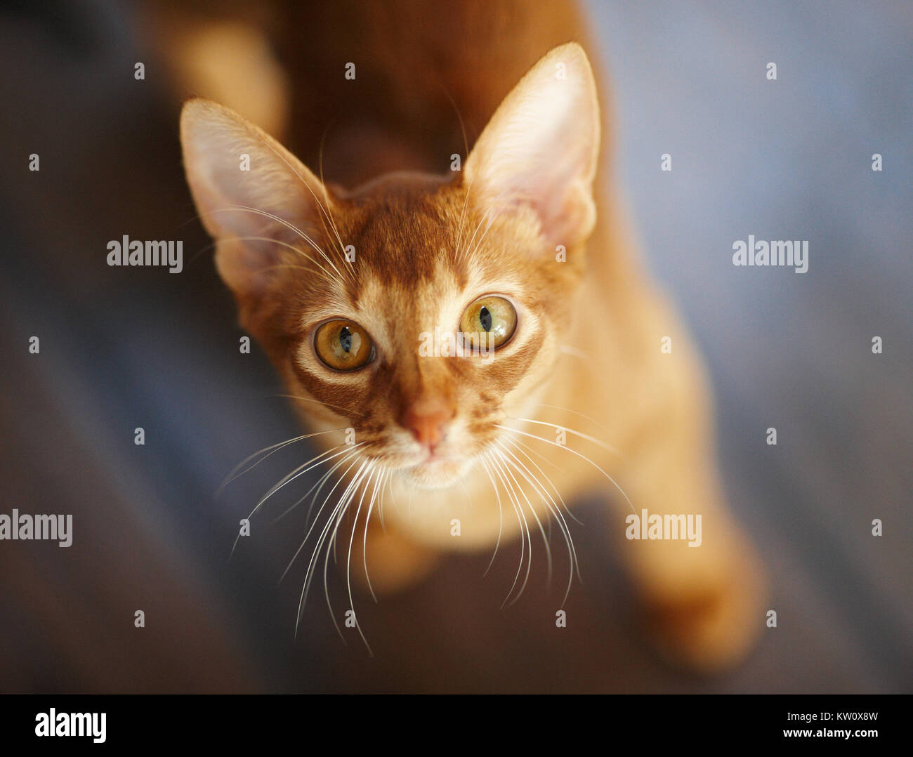 Portrait of red cat Stock Photo - Alamy