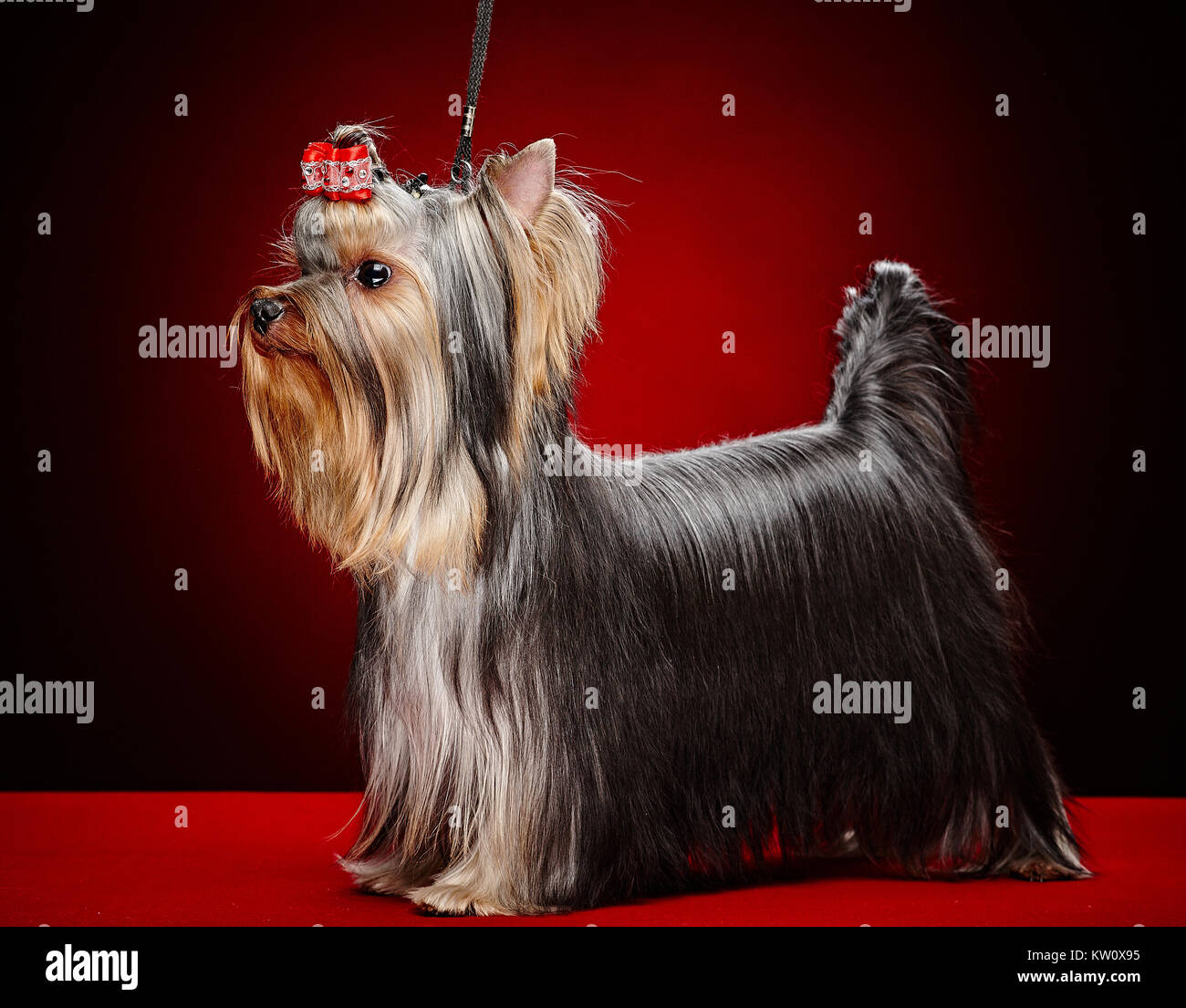 Cute little yorkie dog Stock Photo - Alamy