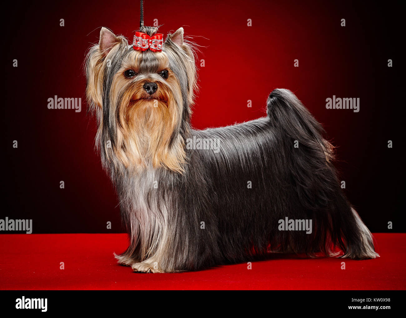 Cute little yorkie dog Stock Photo - Alamy