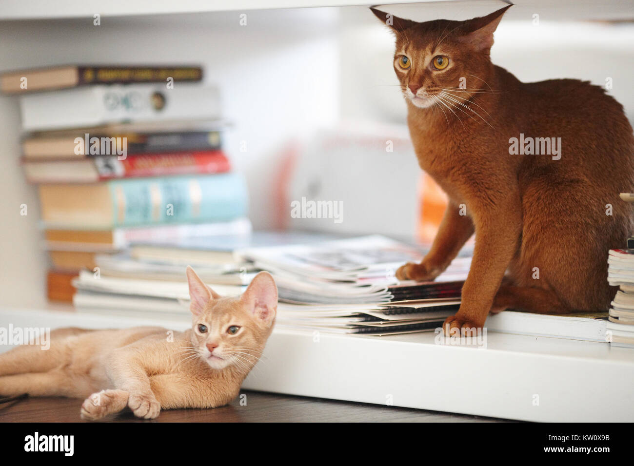 Two red cats playing together Stock Photo - Alamy