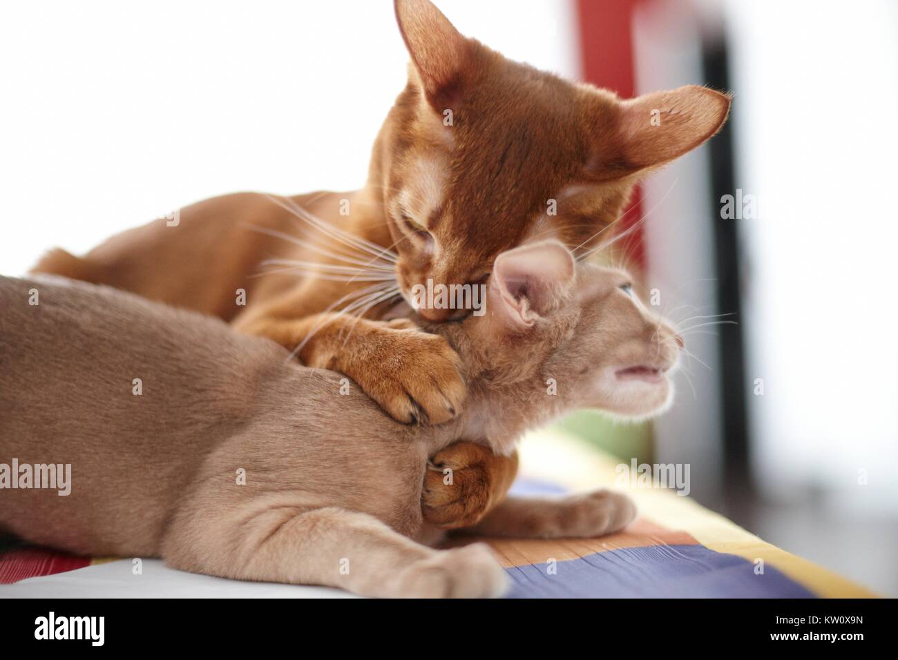 Two red cats playing together Stock Photo - Alamy