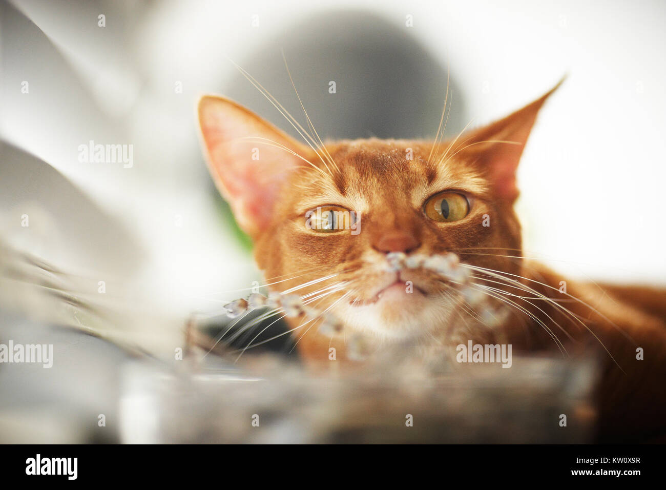 Portrait of red cat Stock Photo - Alamy