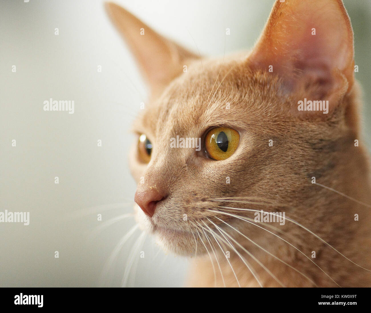 Portrait of red cat Stock Photo - Alamy