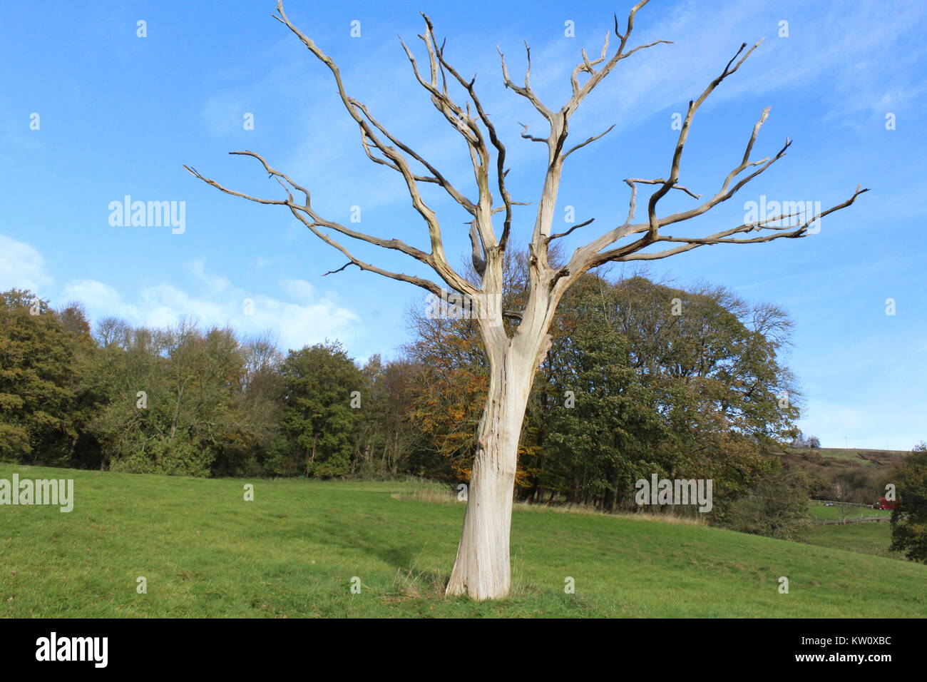 A lonely, bone white tree in a field. Perfect as backgrounds for phone ...