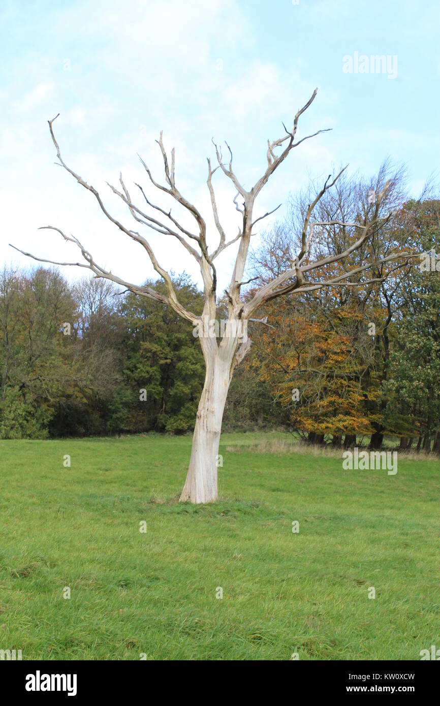 A lonely, bone white tree in a field. Perfect as backgrounds for phone ...