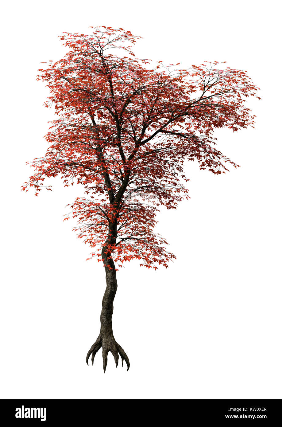 3D rendering of a red Japanese maple tree isolated on white background ...