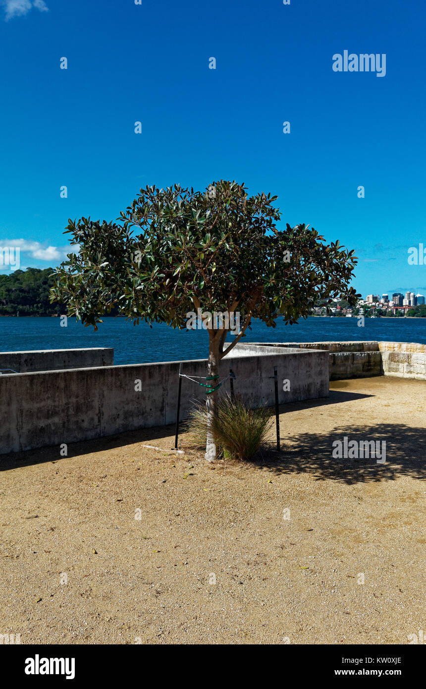 Lone Tree at Ballast Point Park Foreshore Seawall iat Mort Bay in ...