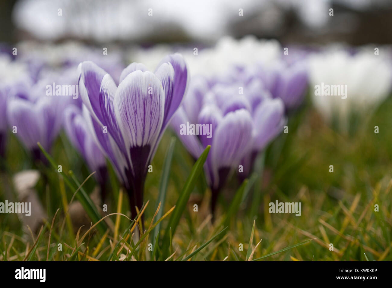 Single crocus flowering in early spring with out of focus background ...