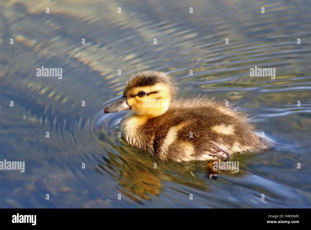 Baby Ducklings Swimming