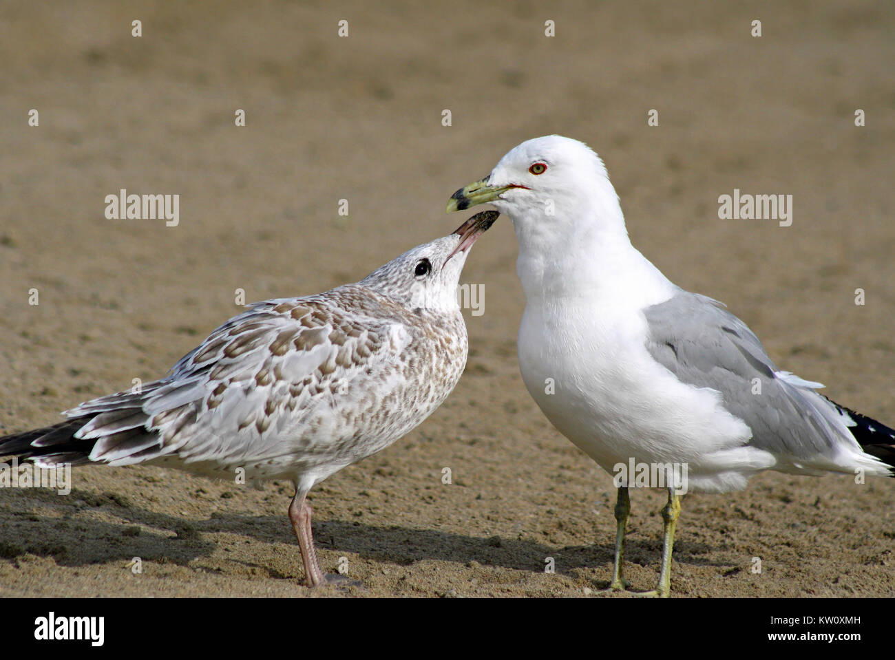 Young Seagull