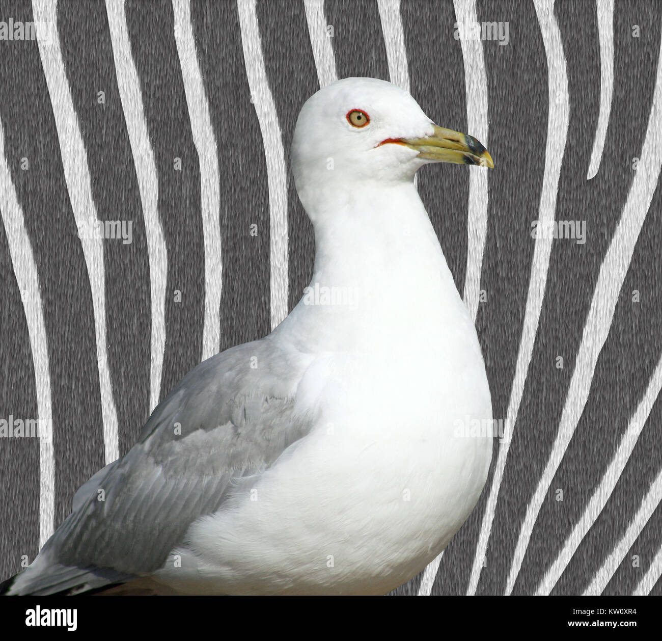 Seagull - abstract striped background Stock Photo - Alamy
