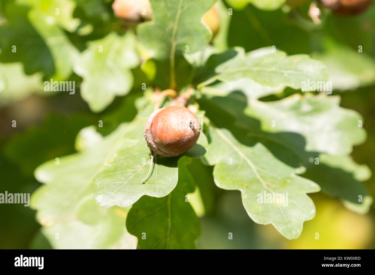 Acorn freshness hi-res stock photography and images - Alamy