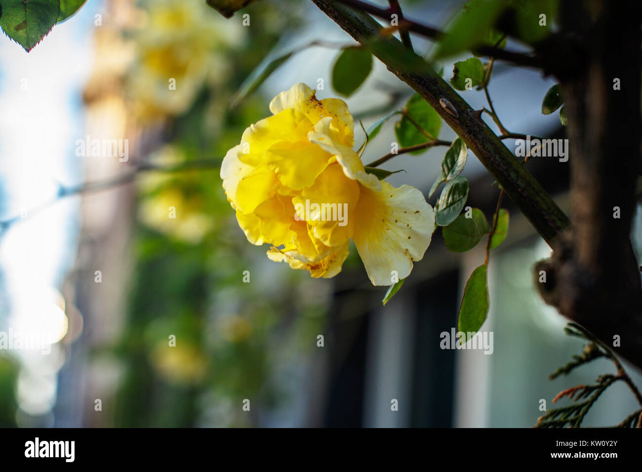 Yellow roses on the street in a town Stock Photo - Alamy