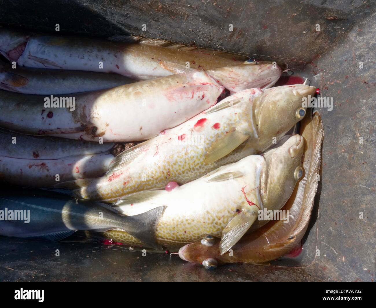 Close up fresh catch dead cod hi-res stock photography and images - Alamy