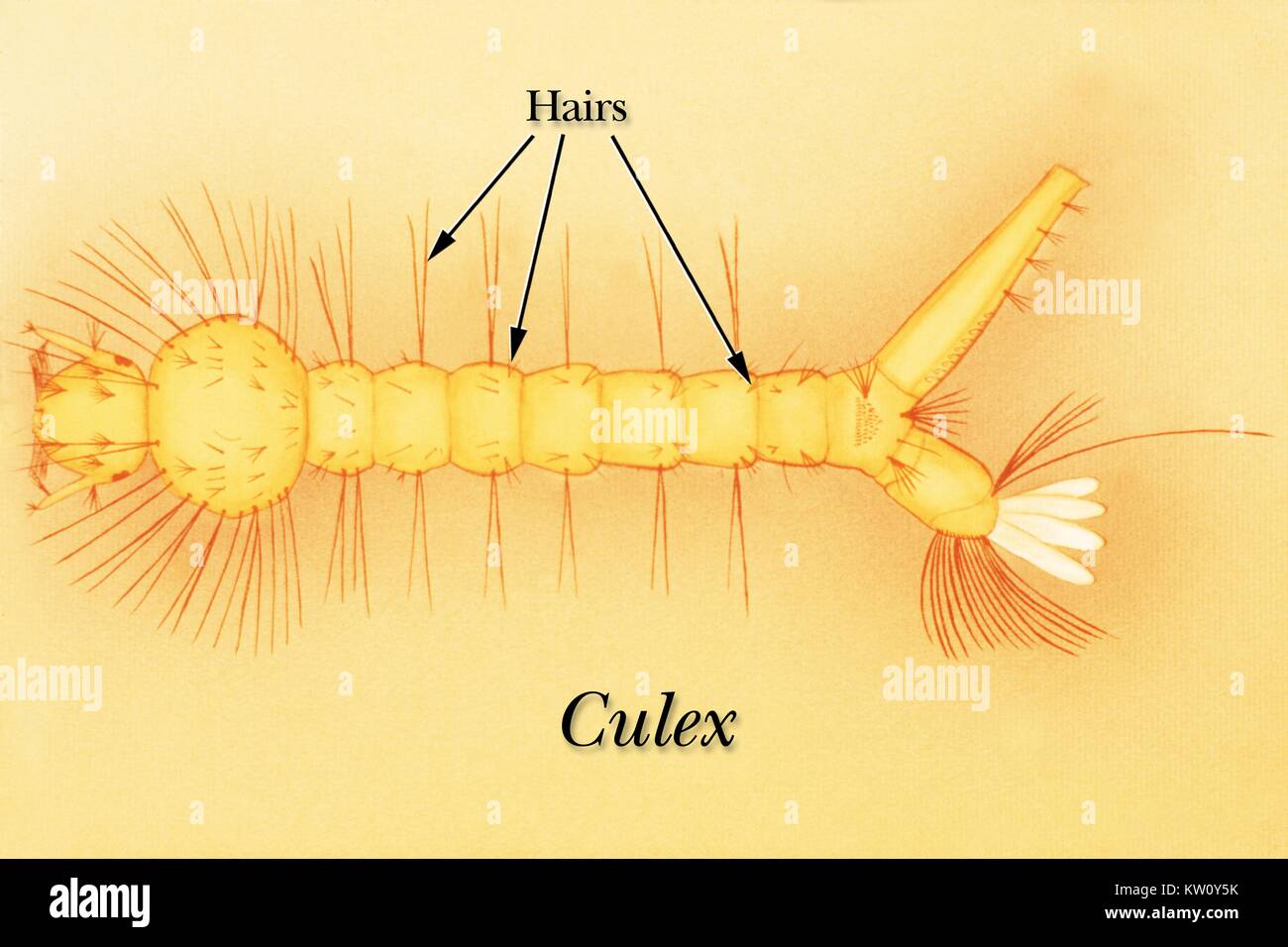 Mosquito larvae culex hi-res stock photography and images - Alamy