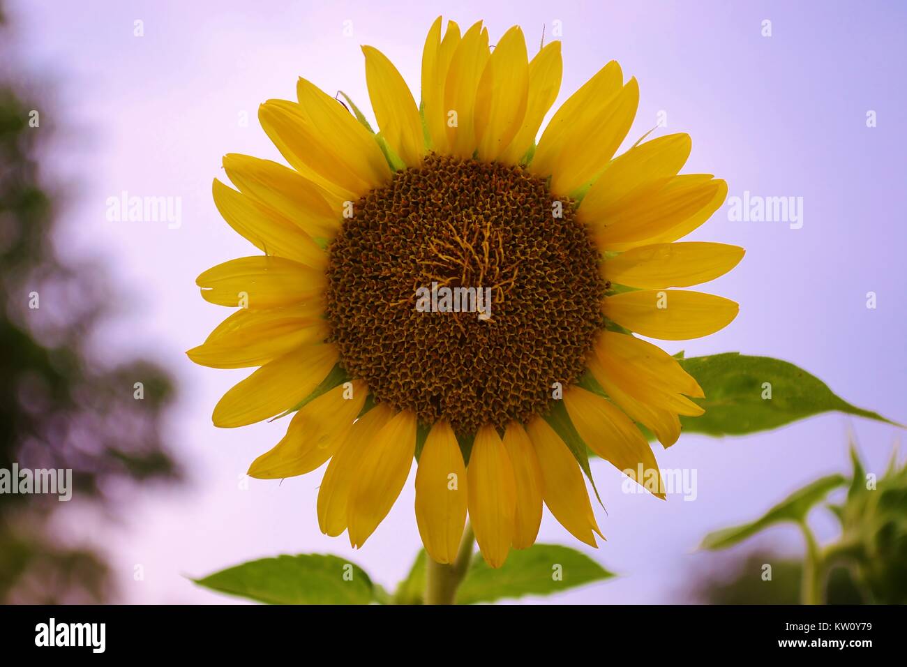 Full Bloom Sun Flower Stock Photo - Alamy