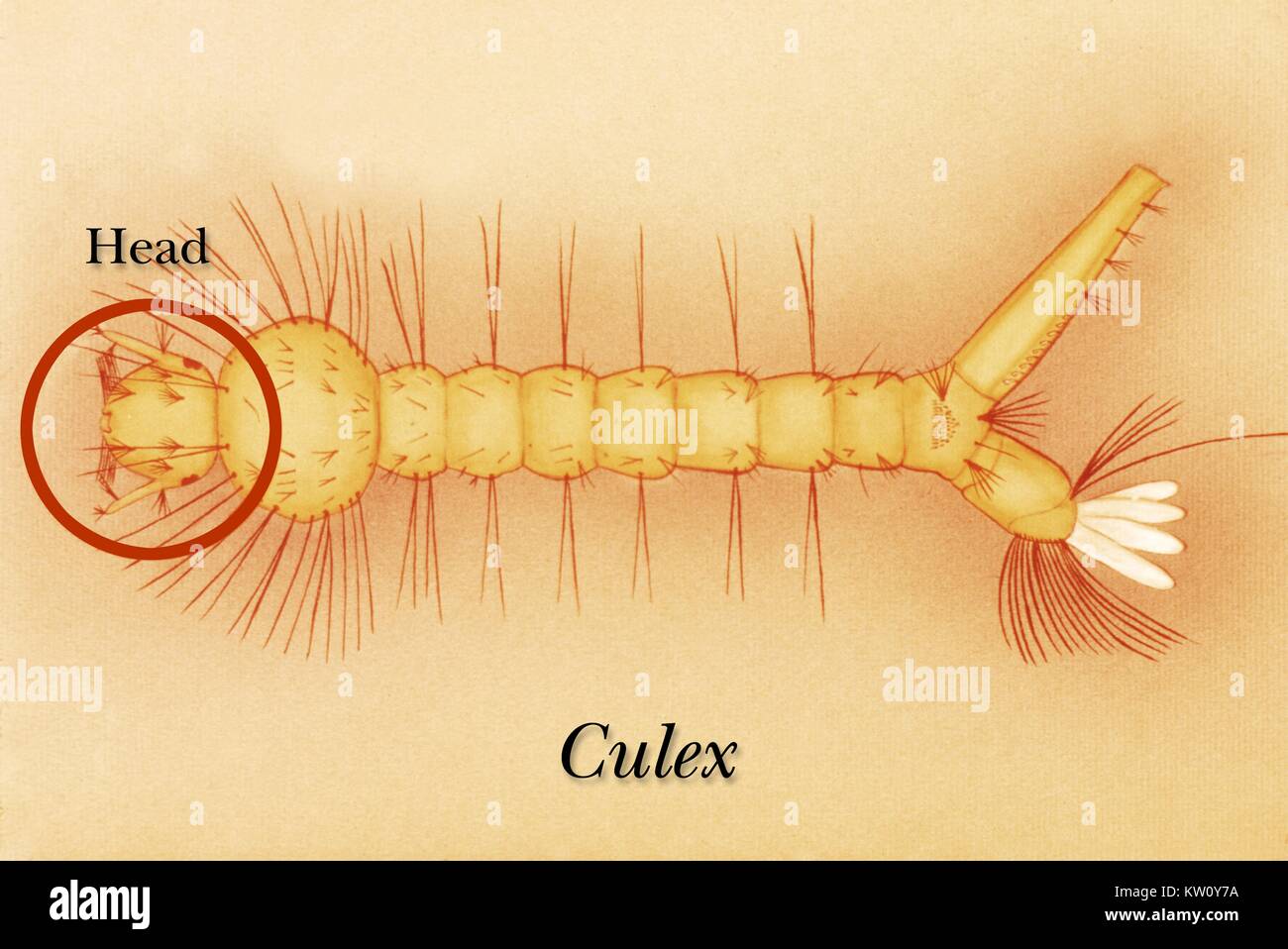 Illustration identifying the head, or cephalic region of a Culex ...